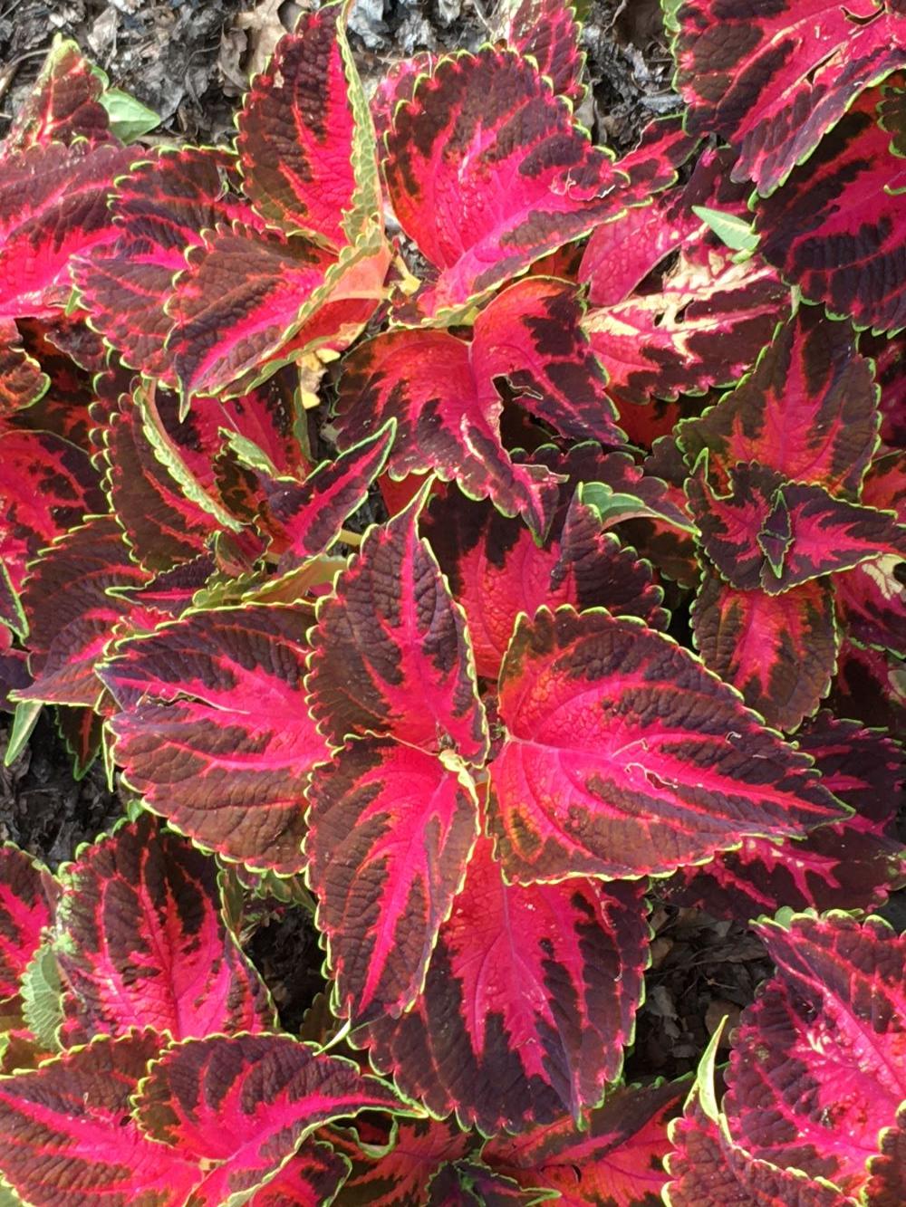 Photo of the leaves of Coleus (Coleus scutellarioides Superfine Rainbow ...