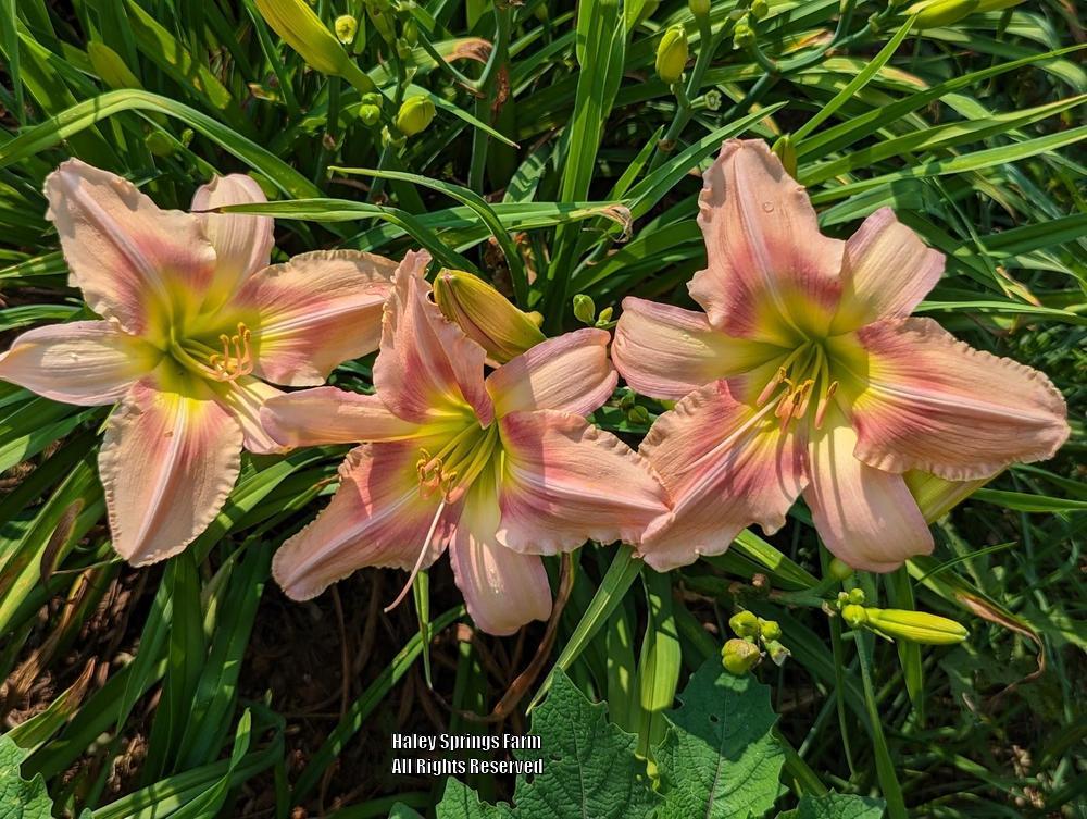 Photo of the bloom of Daylily (Hemerocallis 'Peppermint Wind') posted ...