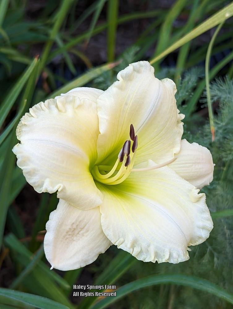 Photo of the bloom of Daylily (Hemerocallis 'Adena Blizzard') posted by ...