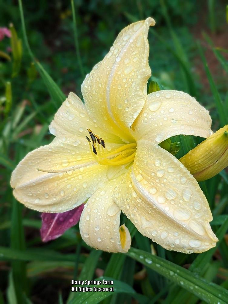Photo of the bloom of Daylily (Hemerocallis 'Redneck Reunion') posted ...