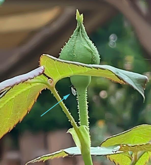 Rose Midge and Blind Shoots in the Roses forum - Garden.org