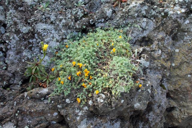 Photo of the entire plant of Lotus glaucus posted by RuuddeBlock ...