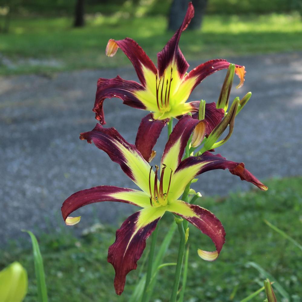 Photo of the bloom of Daylily (Hemerocallis 'Jelly Dancer') posted by ...