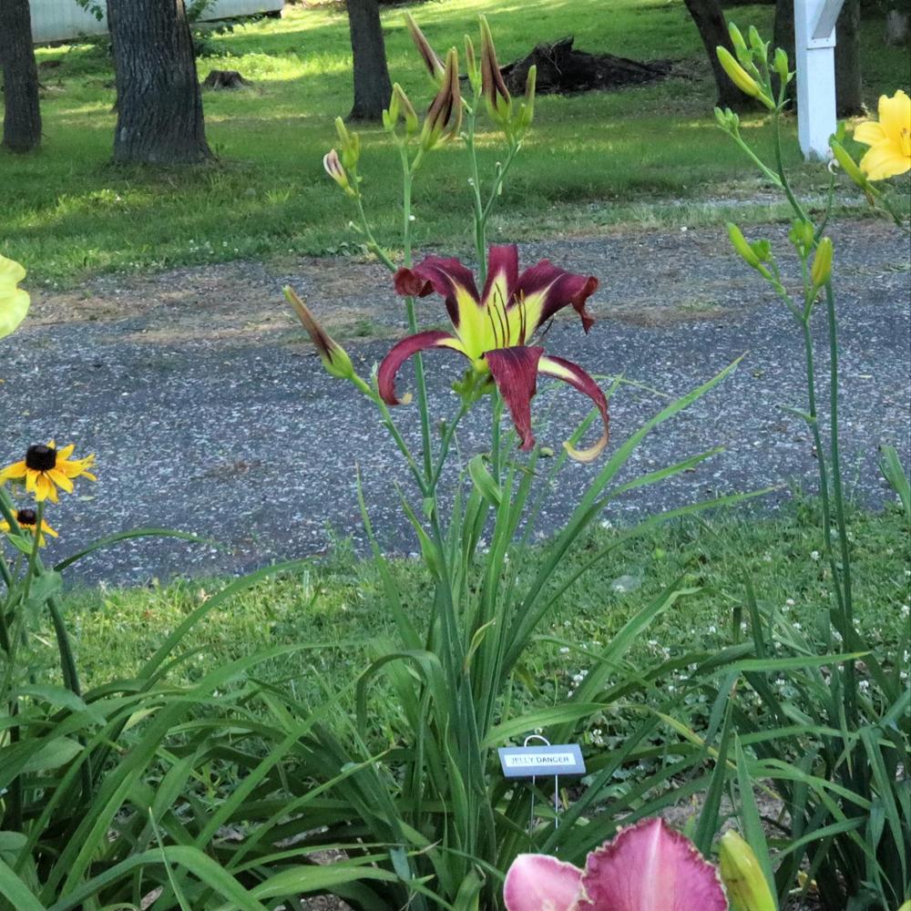 Photo of the entire plant of Daylily (Hemerocallis 'Jelly Dancer ...