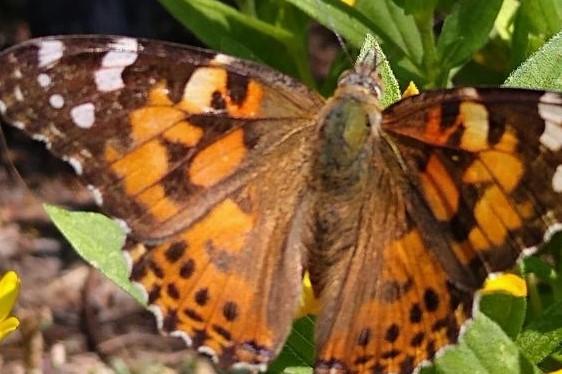 ID orange & black spotted butterflies (photos) in the Gardening for ...