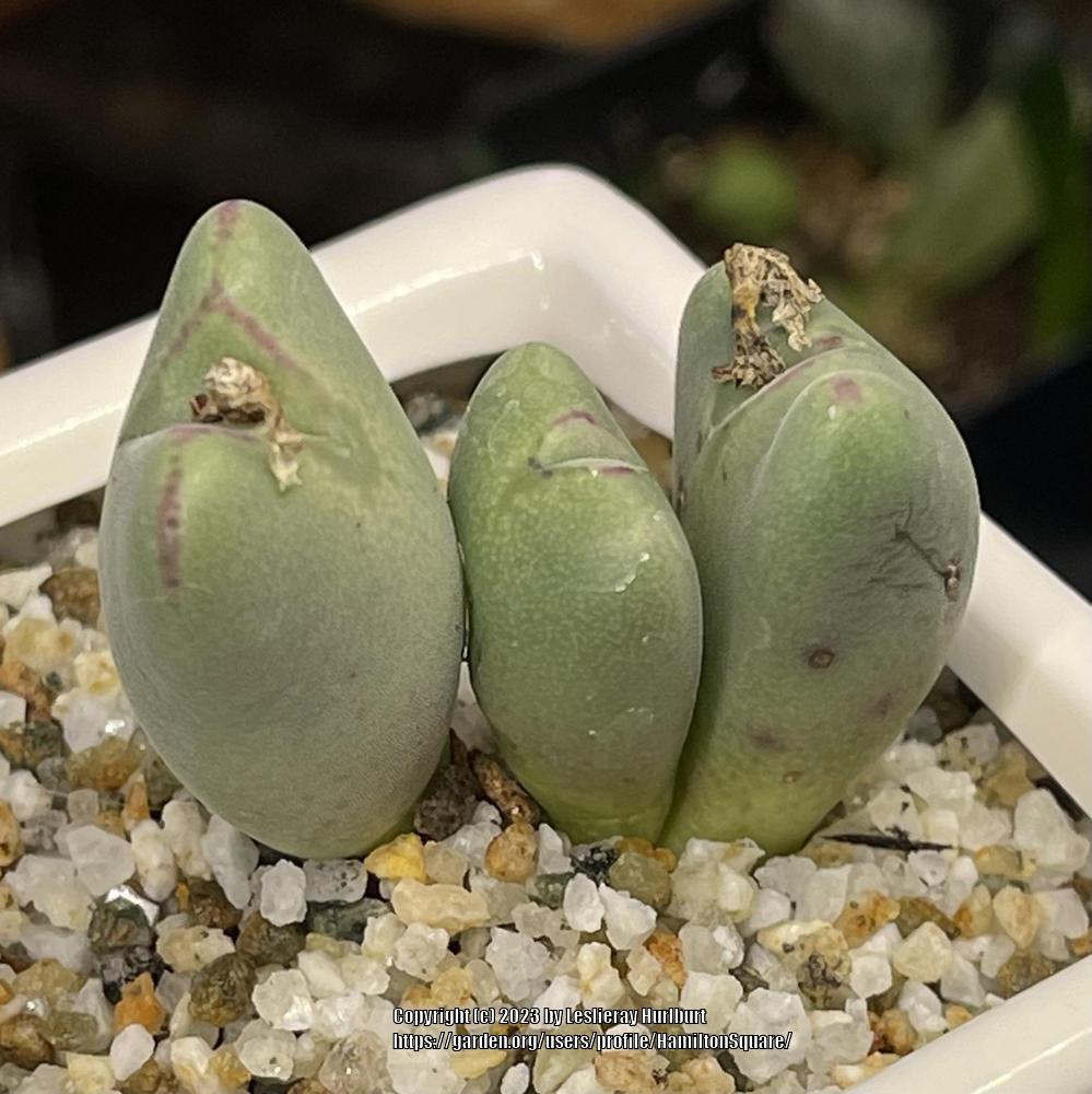 Photo of the entire plant of Living Pebble (Conophytum bilobum) posted ...