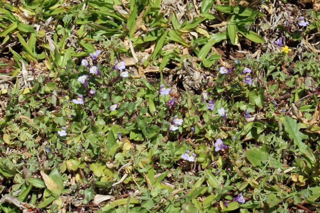 Photo of the entire plant of Japanese Mazus (Mazus pumilus) posted by ...