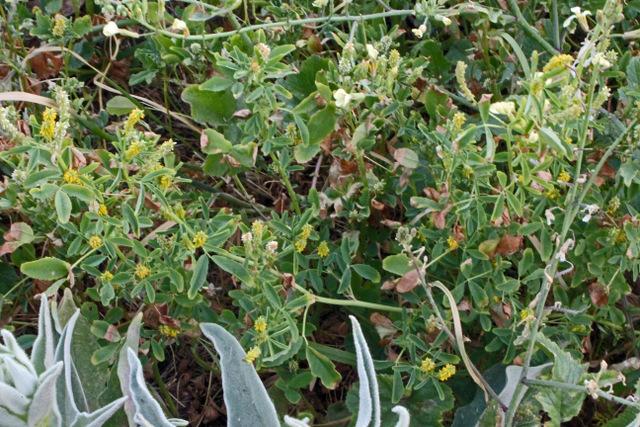 Photo of the entire plant of Indian Sweet Clover (Melilotus indicus ...