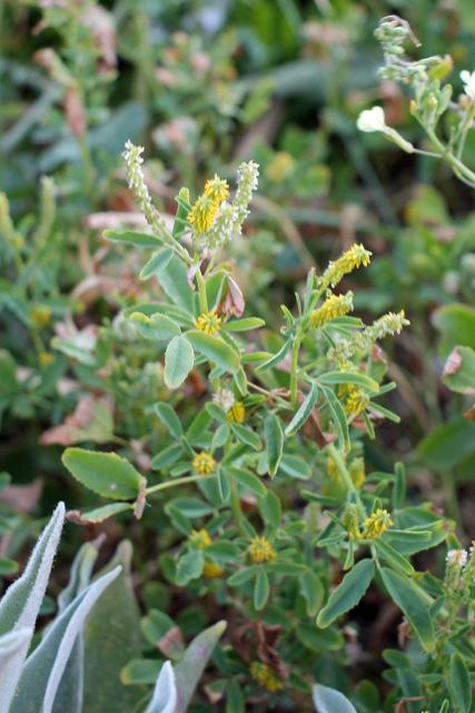 Photo of the entire plant of Indian Sweet Clover (Melilotus indicus ...