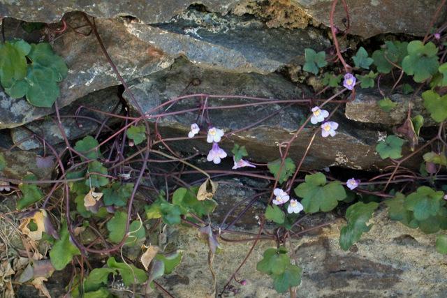 Photo of the entire plant of Japanese Mazus (Mazus pumilus) posted by ...
