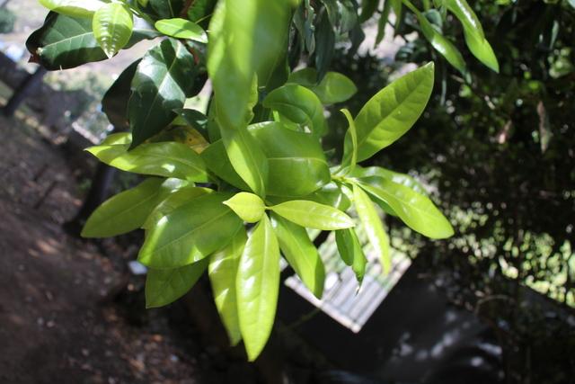 Photo of the leaves of Maytenus umbellata posted by RuuddeBlock ...