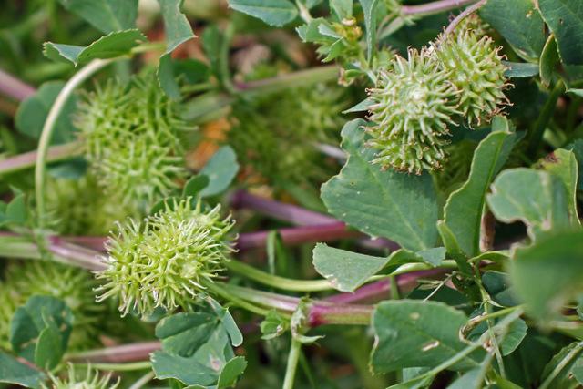 Photo of the fruit of Bur Clover (Medicago polymorpha) posted by ...