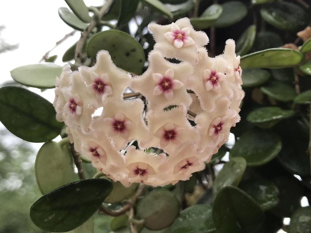 Photo of the bloom of Hoya 'Mathilde' posted by Ursula - Garden.org
