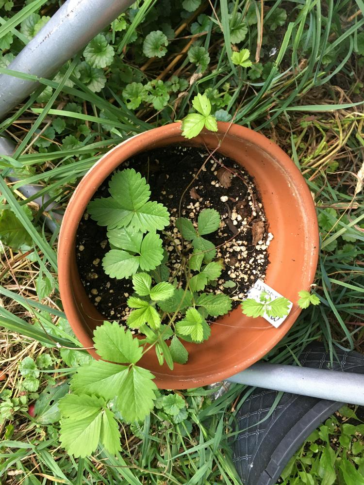 Photo of the entire plant of Hautbois Strawberry (Fragaria moschata ...