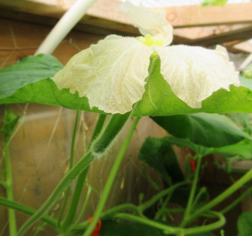 Photo of the bloom of Italian Edible Gourd (Lagenaria siceraria ...