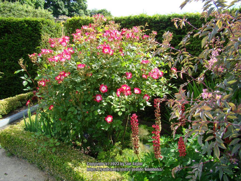 Rose (Rosa 'Bukavu') in the Roses Database - Garden.org