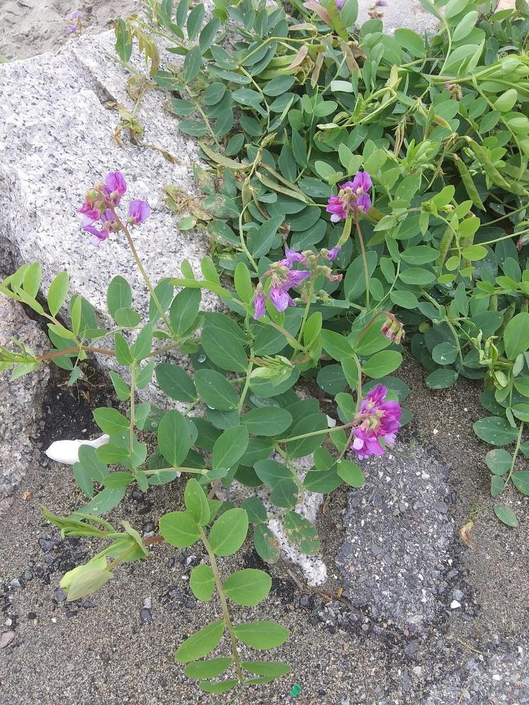 Purple Crown Vetch (Securigera varia) - Garden.org