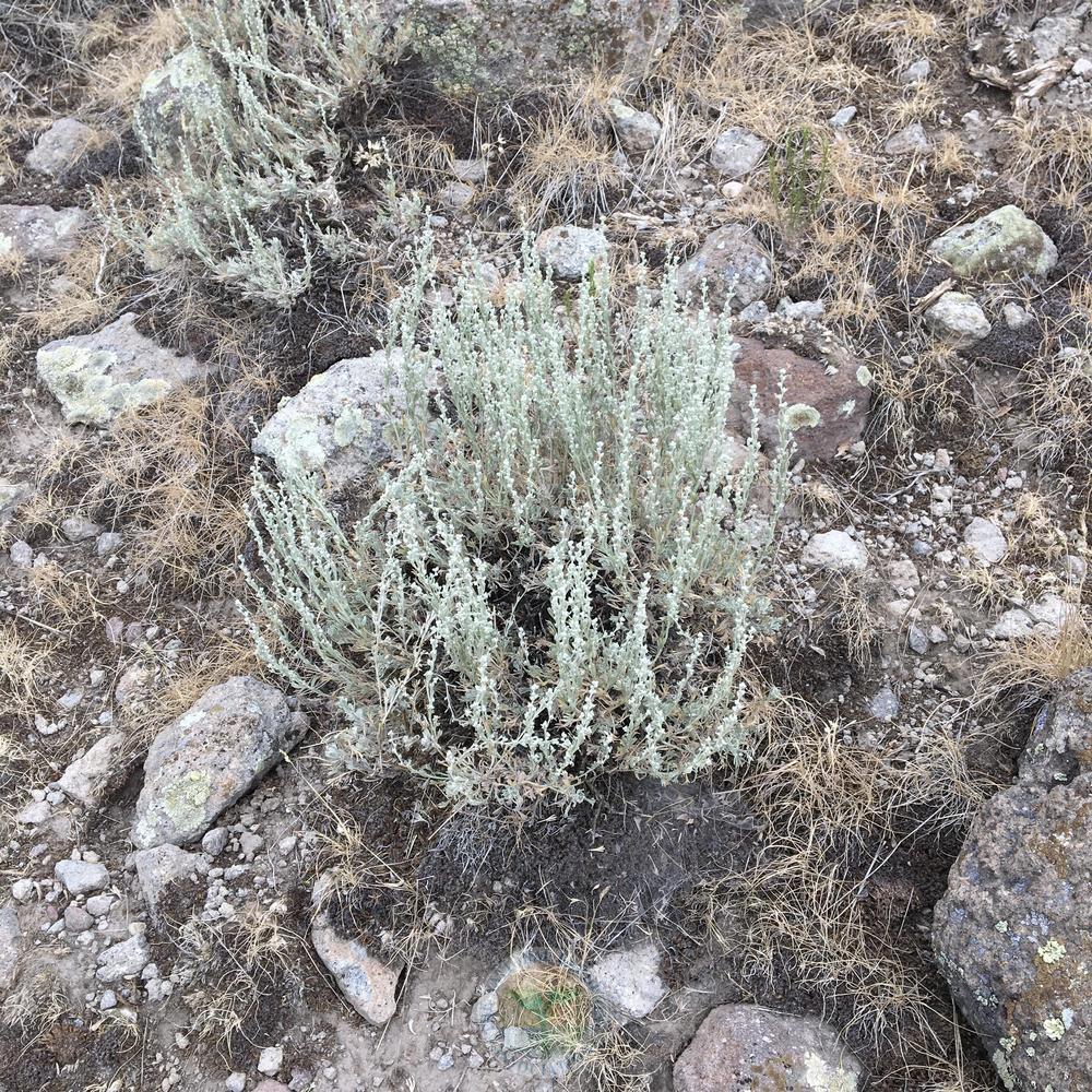 Photo of the entire plant of Gray Low Sagebrush (Artemisia arbuscula ...