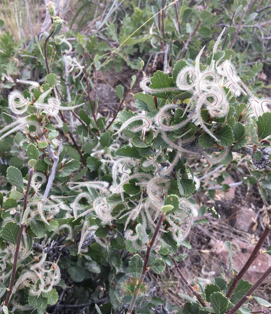 Photo of the fruit of Alderleaf Mountain Mahogany (Cercocarpus montanus ...