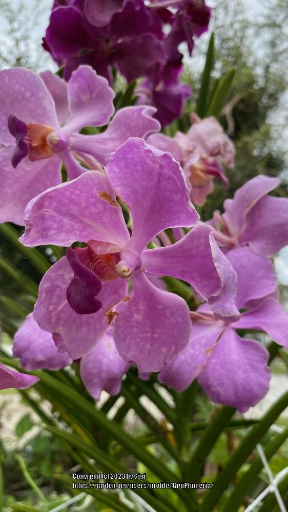Photo of the bloom of Orchid (Papilionanda) posted by GigiPlumeria ...
