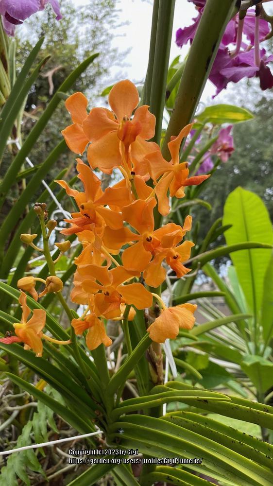 Photo of the bloom of Orchid (Papilionanda) posted by GigiPlumeria ...