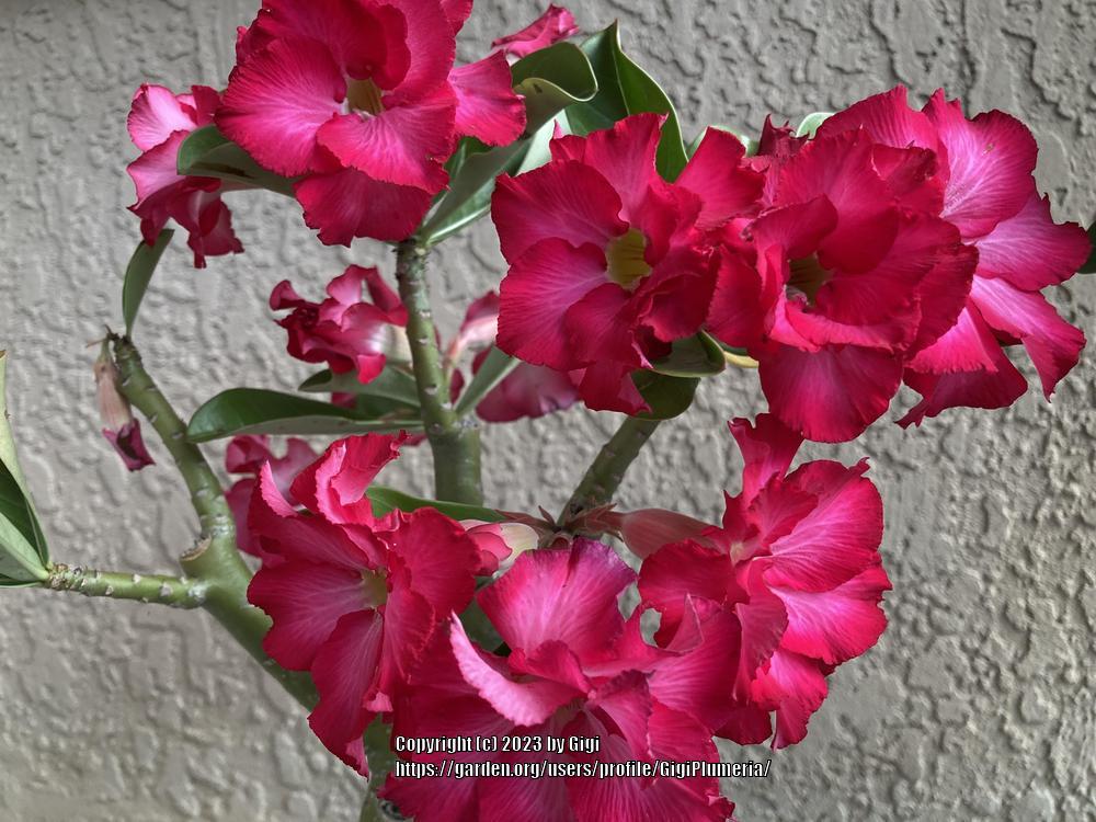Photo of the bloom of Desert Rose (Adenium 'Shocking Pink') posted by ...