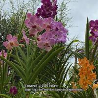 Photo of the entire plant of Orchid (Papilionanda) posted by ...