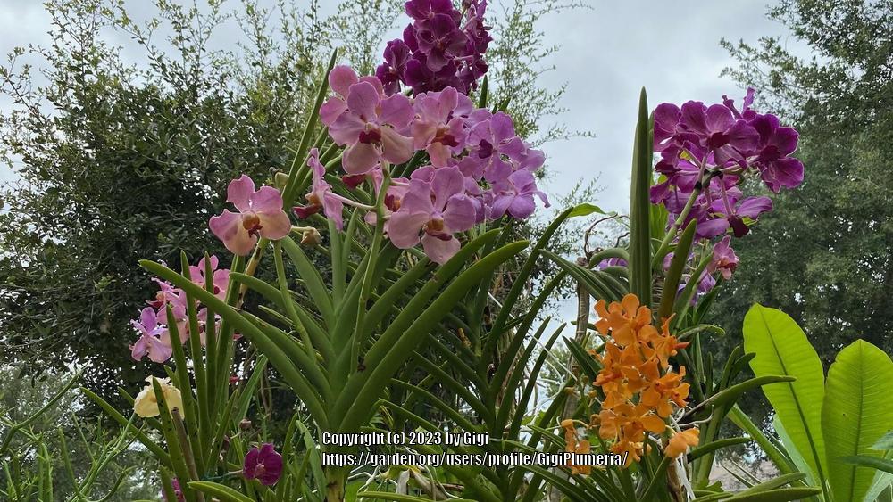 Photo of the entire plant of Orchid (Papilionanda) posted by ...