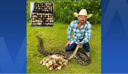 Scientists just captured a record 17-foot-long python in Florida in the ...