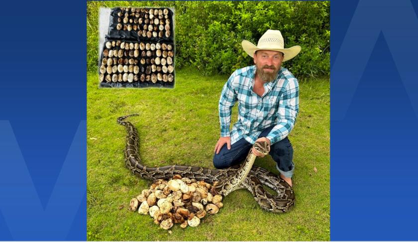 Scientists just captured a record 17-foot-long python in Florida in the ...