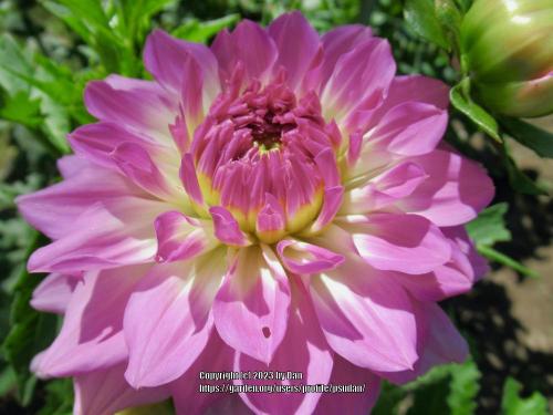 2023 Dahlia Season in the Dahlias forum - Garden.org