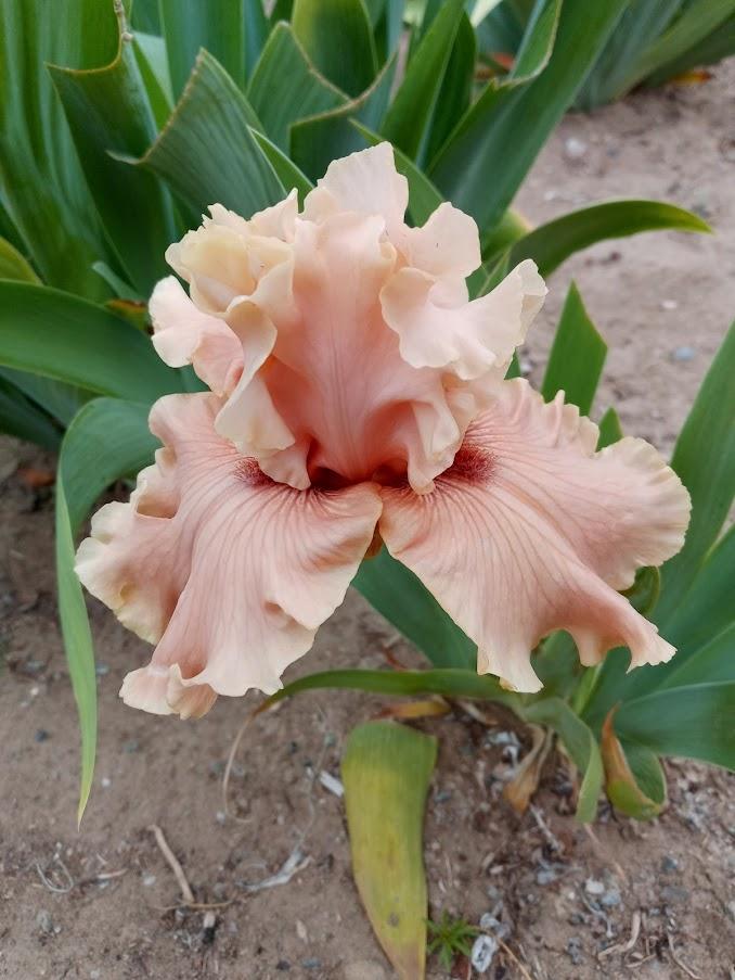 Tall Bearded Iris (Iris 'You Make Me Blush') in the Irises Database ...