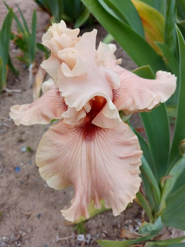 Photo of the bloom of Tall Bearded Iris (Iris 'You Make Me Blush') posted by scary1785 - Garden.org