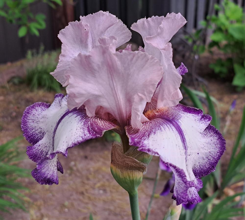 Photo of the bloom of Tall Bearded Iris (Iris 'Lavender Stardust ...