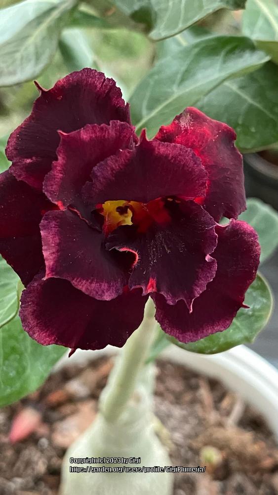 Photo of the bloom of Desert Rose (Adenium 'Black Belle') posted by ...