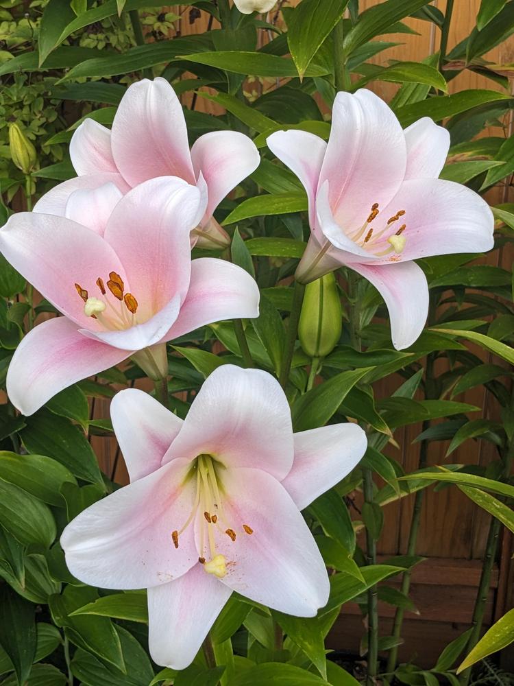 Photo of the bloom of Lily (Lilium 'Cali') posted by Joy - Garden.org