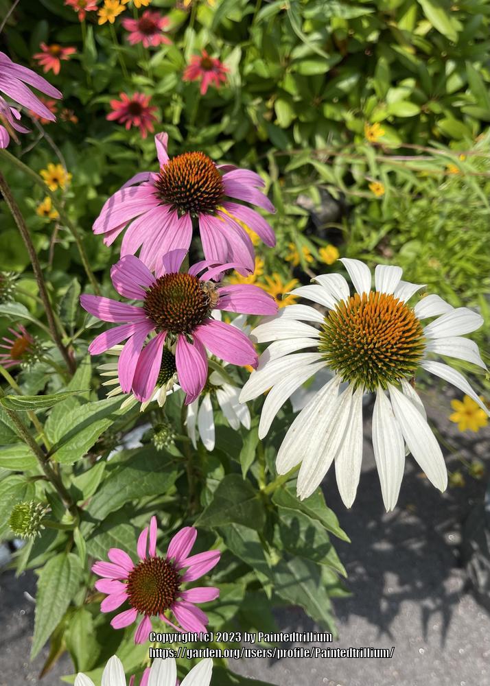 Photo of the bloom of Purple Coneflower (Echinacea purpurea 'Rubinstern ...