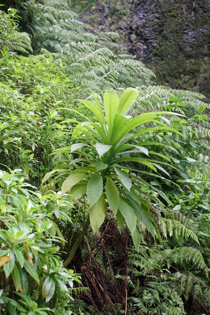 Photo of the entire plant of Musschia (Musschia wollastonii) posted by ...