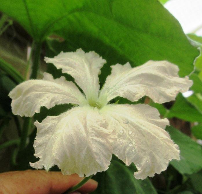 Photo of the bloom of Italian Edible Gourd (Lagenaria siceraria ...