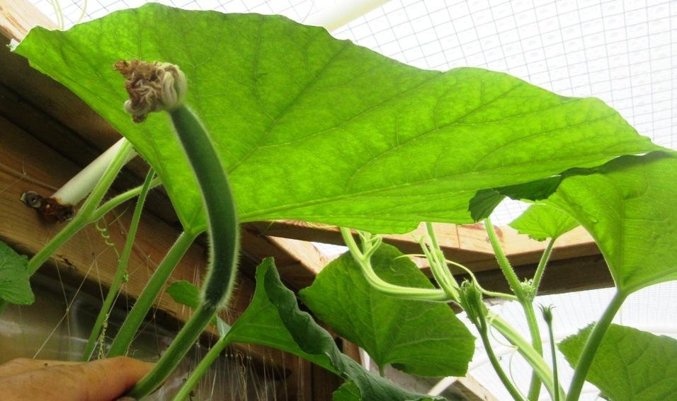 Photo of the fruit of Italian Edible Gourd (Lagenaria siceraria ...