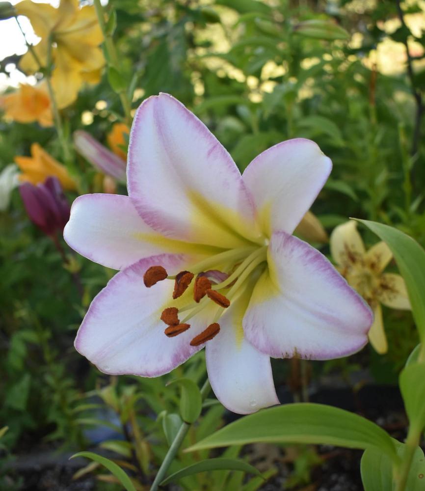 Photo of the bloom of Lily (Lilium 'Beijing Moon') posted by pixie62560 ...
