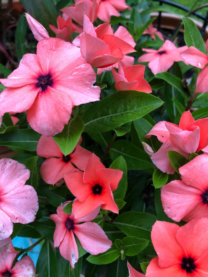 Upright Vinca (Catharanthus roseus Tattoo™ Orange) - Garden.org