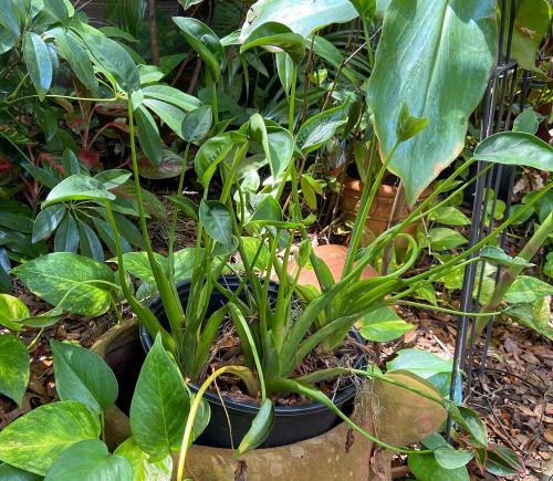 'Endless Forms Most Beautiful' The aroid photo gallery in the ...