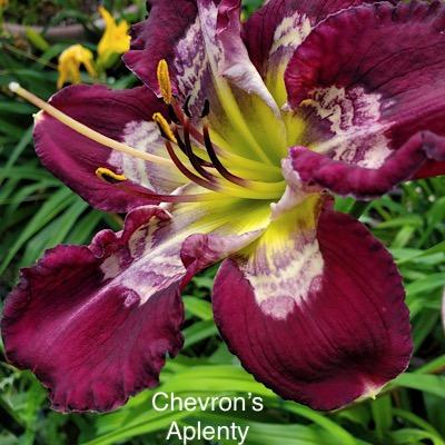 Daylily (Hemerocallis 'Chevrons Aplenty') in the Daylilies Database ...