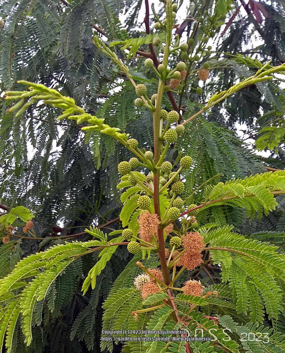 Photo of the bloom of Lead Tree (Leucaena leucocephala) posted by ...