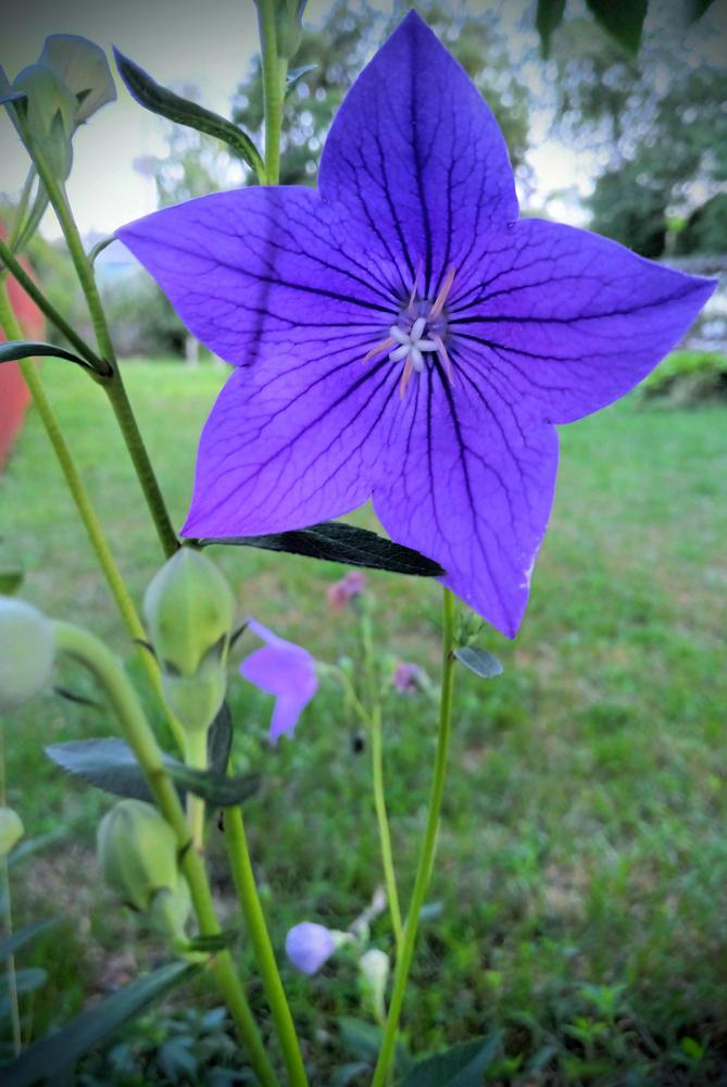 Photo of the closeup of buds, sepals and receptacles of Balloon Flower ...