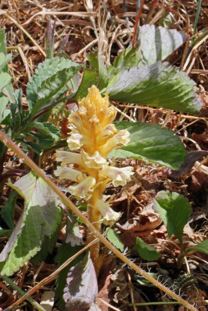 Photo of the bloom of Lesser Broomrape (Orobanche minor) posted by ...