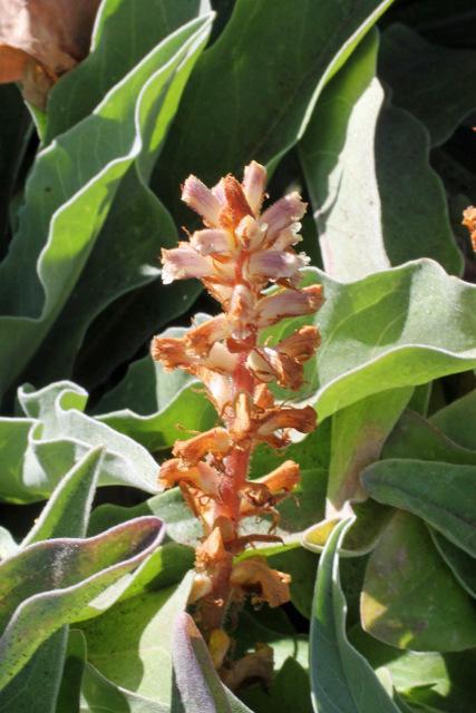 Photo of the bloom of Lesser Broomrape (Orobanche minor) posted by ...