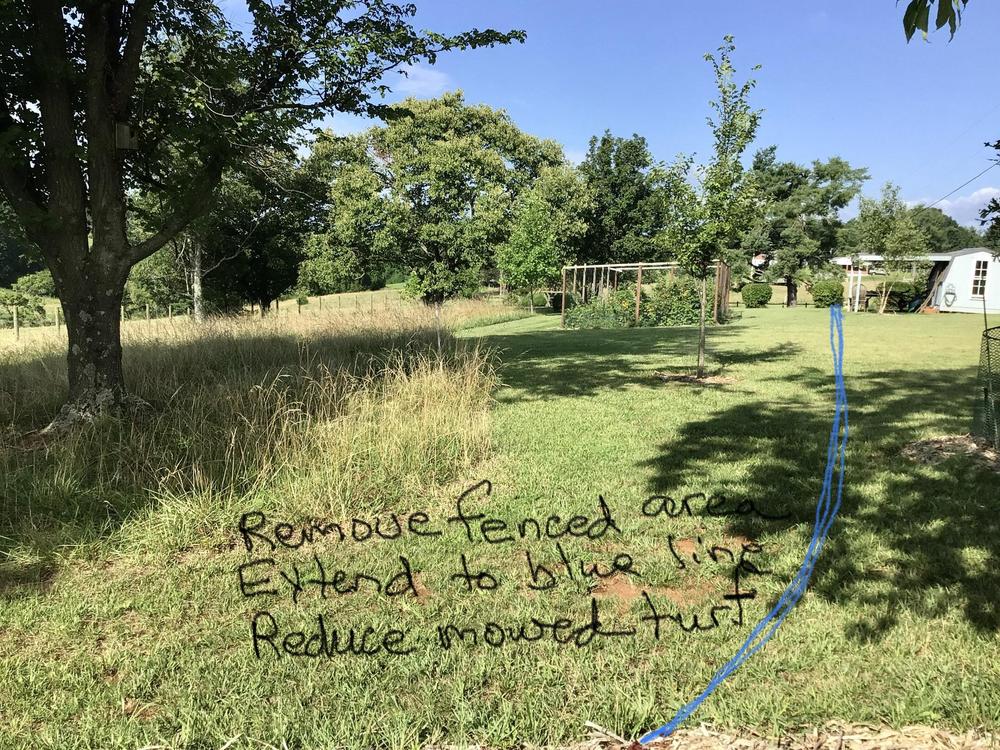 Advice for Planting a Native Grass and Wildflower Garden Zone 7B in the ...