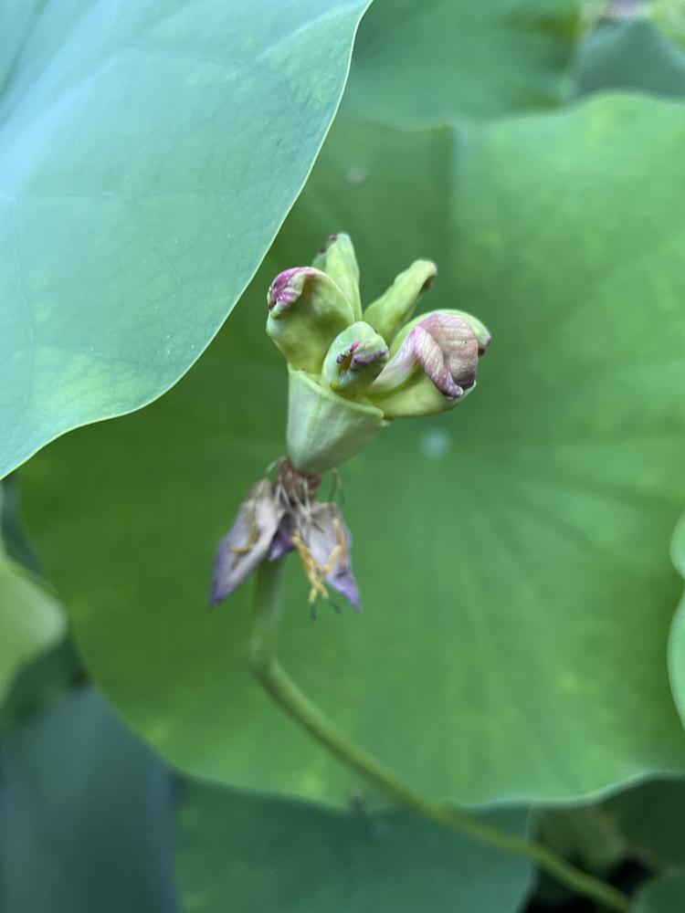 Photo of the seed pods or heads of Sacred Lotus (Nelumbo 'Momo Botan ...